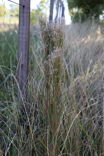 Tallo cizaña azul (Schizachyrium microstachyum)