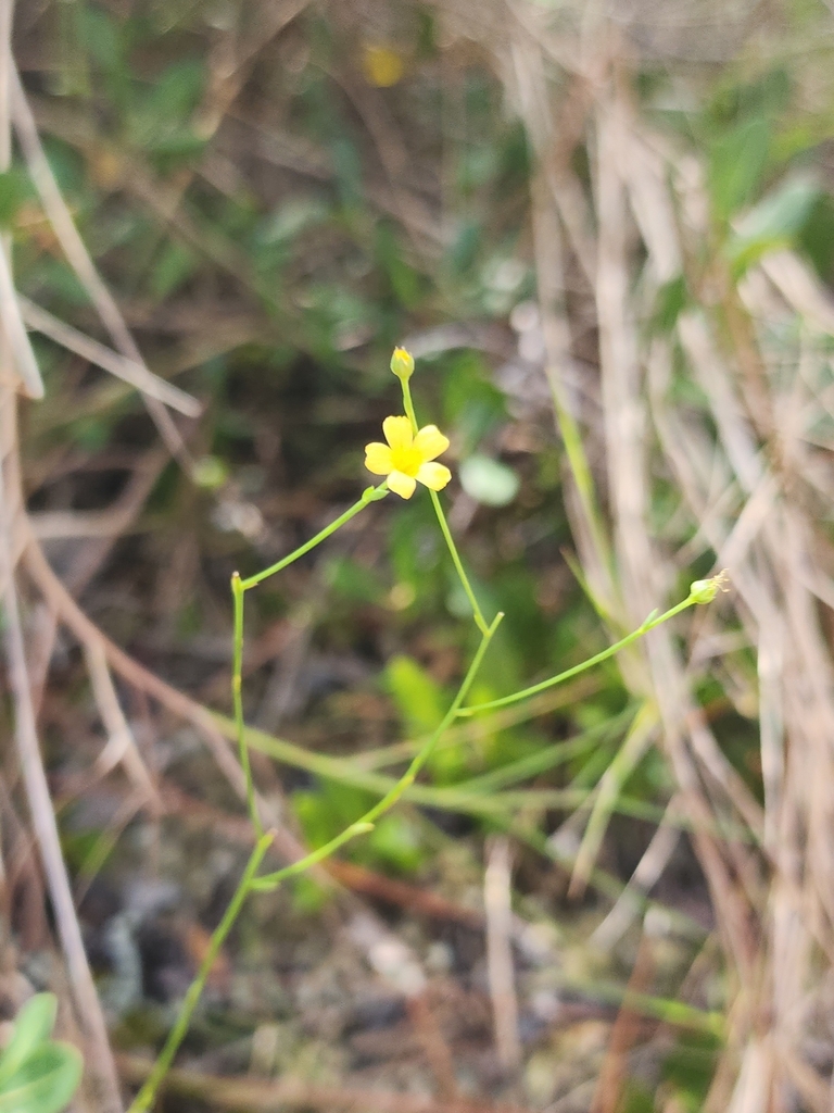 sand flax from Big Pine Key, FL 33043, USA on October 26, 2025 at 11:02 ...