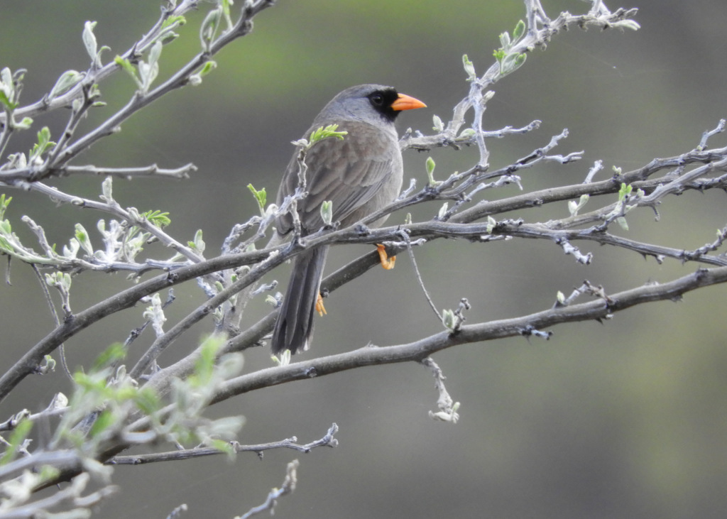 Gray-winged Inca-Finch from Celendín Province, Peru on October 23, 2019 ...