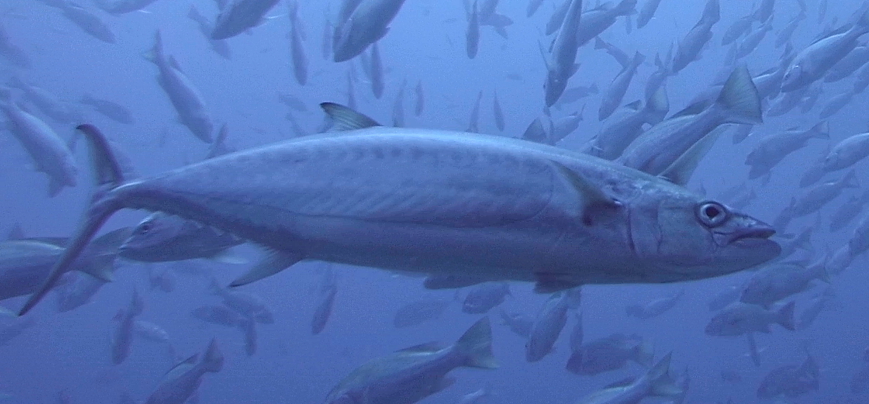 Grammatorcynus bicarinatus (Quoy & Gaimard, 1825)