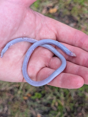 Florida Worm Lizard (Rhineura floridana) - Snakes and Lizards