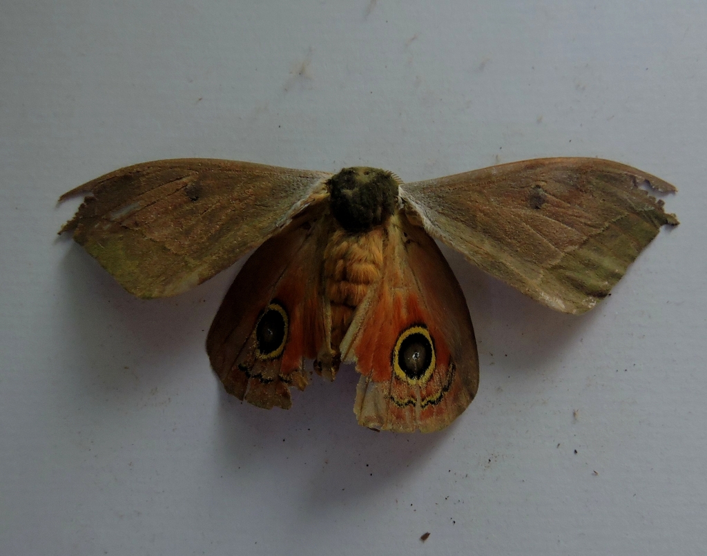 Automeris bilinea from Santo Antônio, Garanhuns - PE, Brasil on October ...