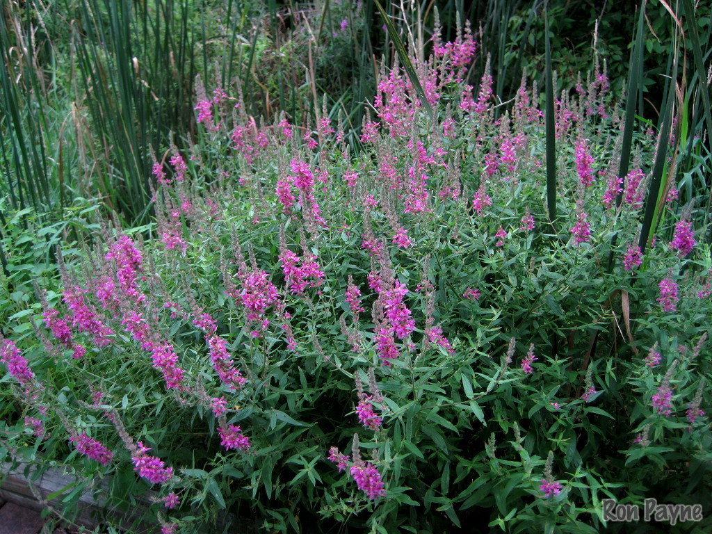 Purple loosestrife (Invasive Plants of Pittsburgh) · iNaturalist