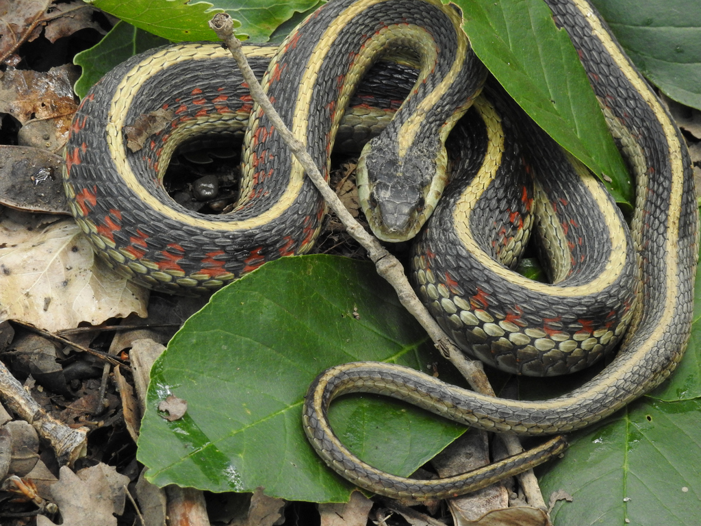 Valley Garter Snake from Anderson River Park, Anderson, CA, USA on May ...