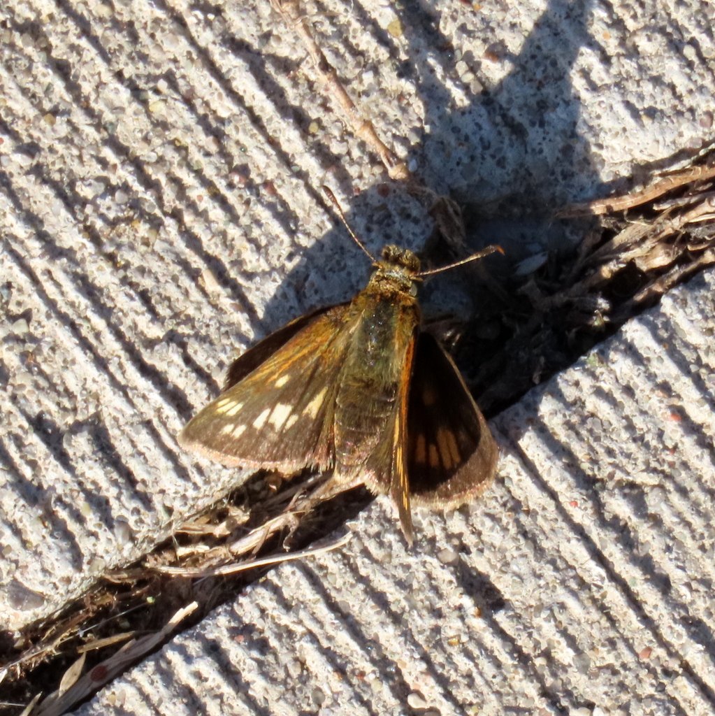 Peck's Skipper from Bowling Green, OH, USA on October 1, 2025 at 05:22 ...