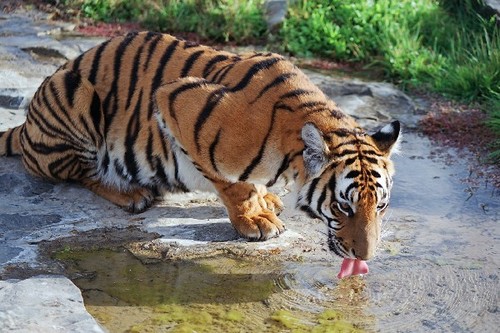 Subspecies Panthera tigris amoyensis · iNaturalist