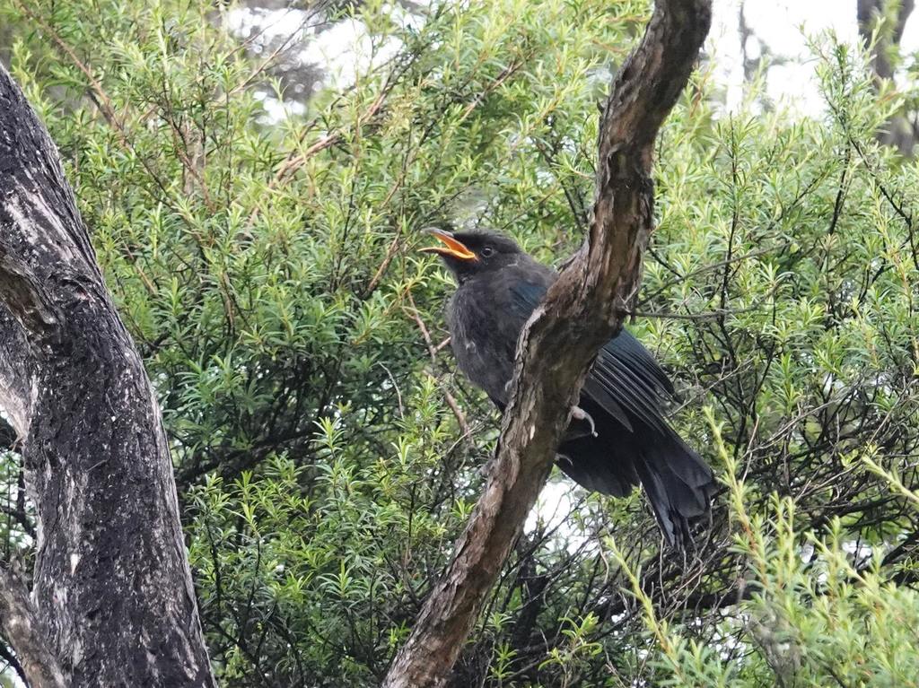 Tūī from Laingholm, Auckland 0604, New Zealand on December 26, 2019 at ...