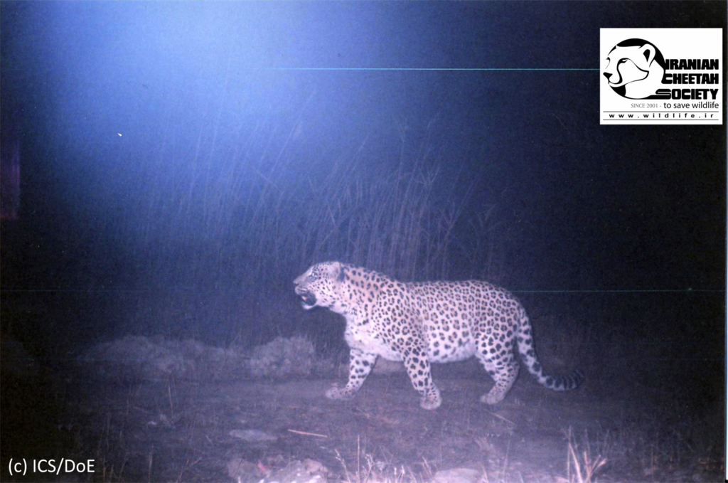 Persian Leopard (Panthera pardus tulliana) - Know Your Mammals