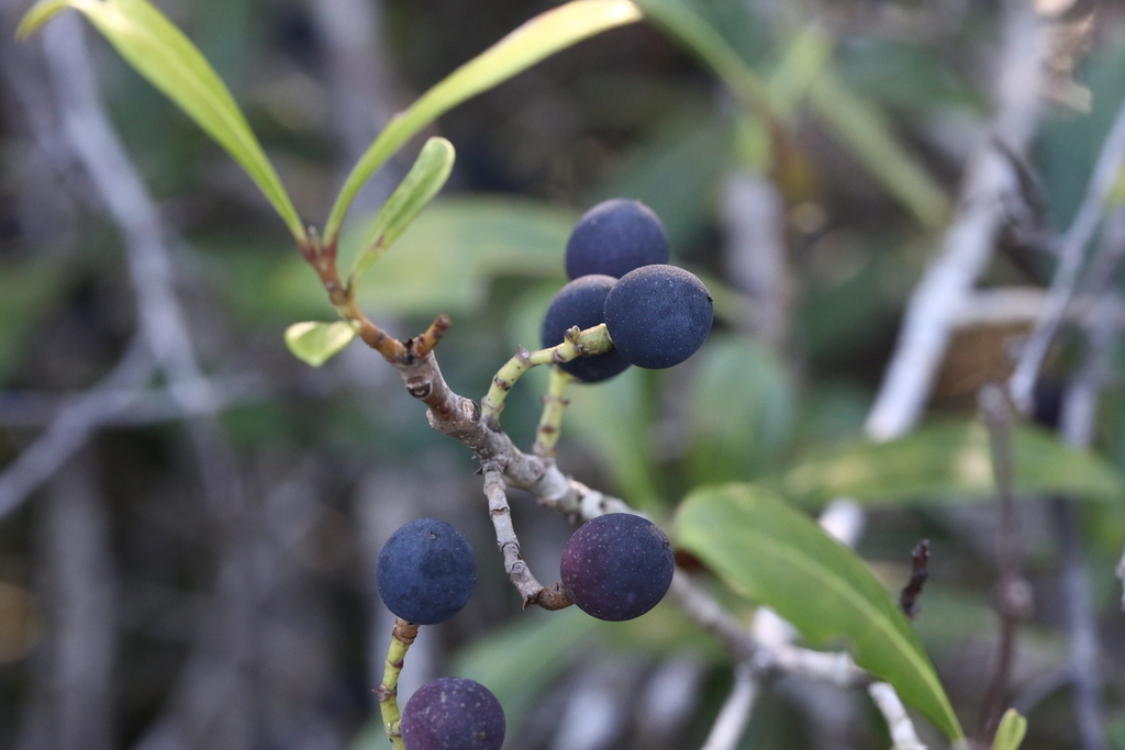 American olive (Cartrema americana) - Botanical Realm