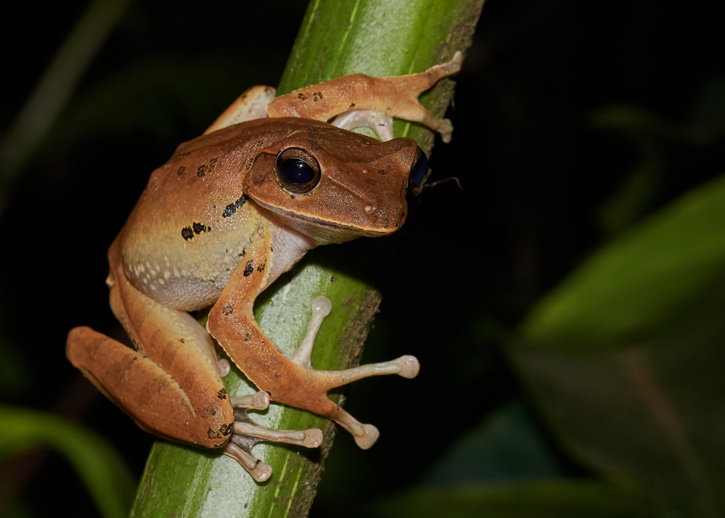 Western Tree Frog (Amphibians of Kerala) · iNaturalist