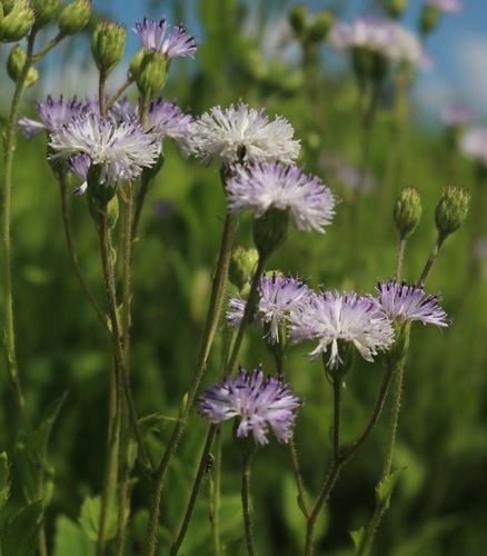 Blue Sonki (Adenoon indicum) · iNaturalist United Kingdom