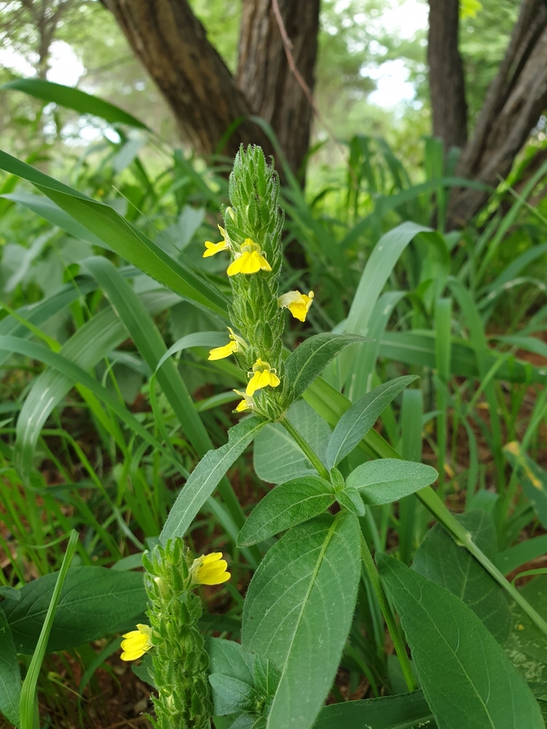 Yellow Justicia from Gaborone, Botswana on December 22, 2019 at 06:12 ...