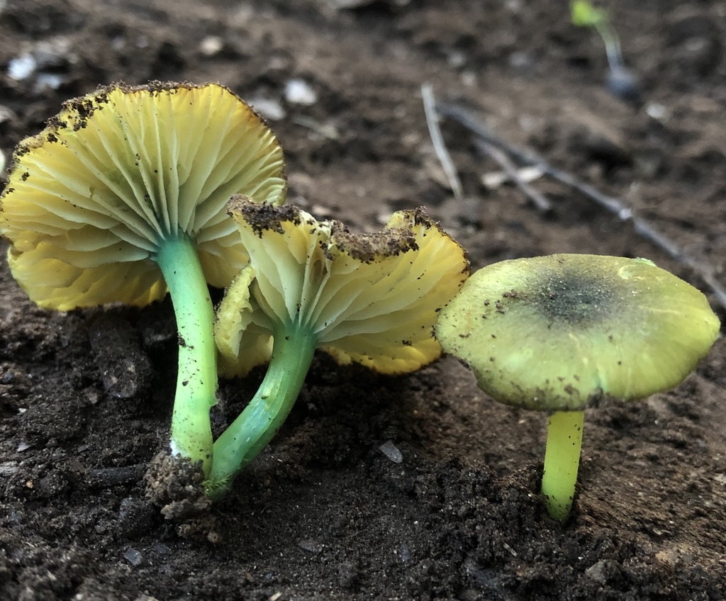 Mouse-pee Pinkgill from Sardegna (Italia), Loculi, Sardegna, IT on ...