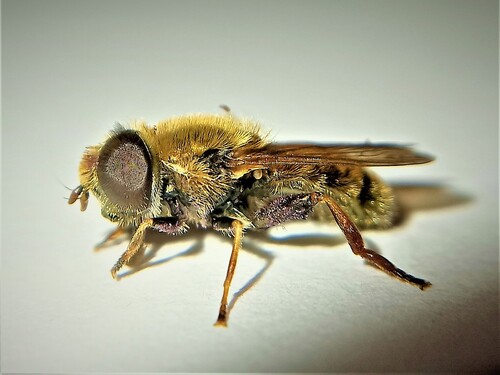 Merodon euri · iNaturalist