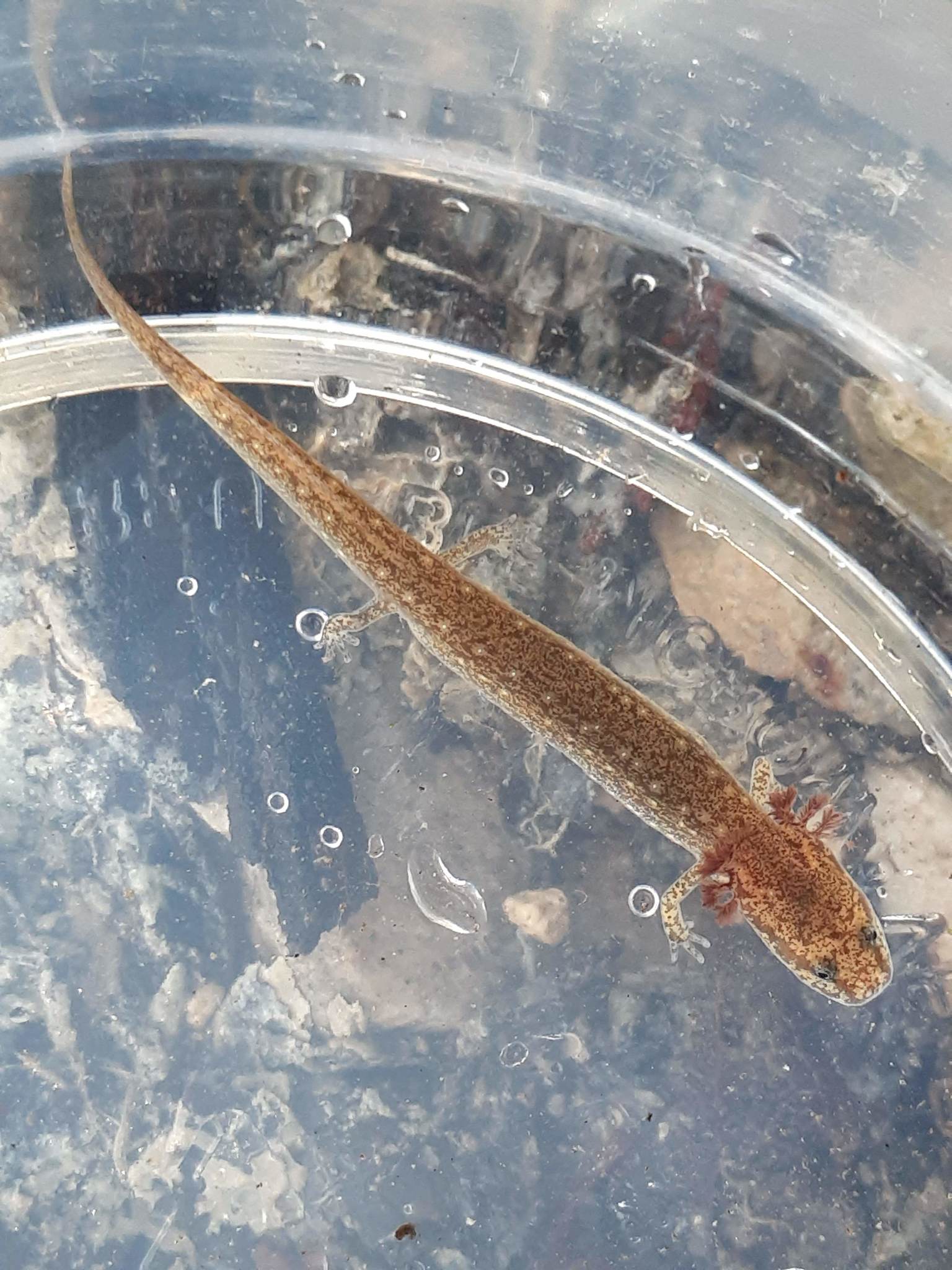 Eurycea neotenes Bishop & Wright, 1937