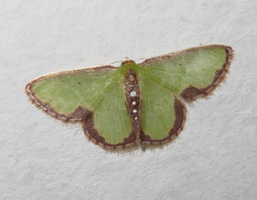 Nemoria decorata · iNaturalist United Kingdom