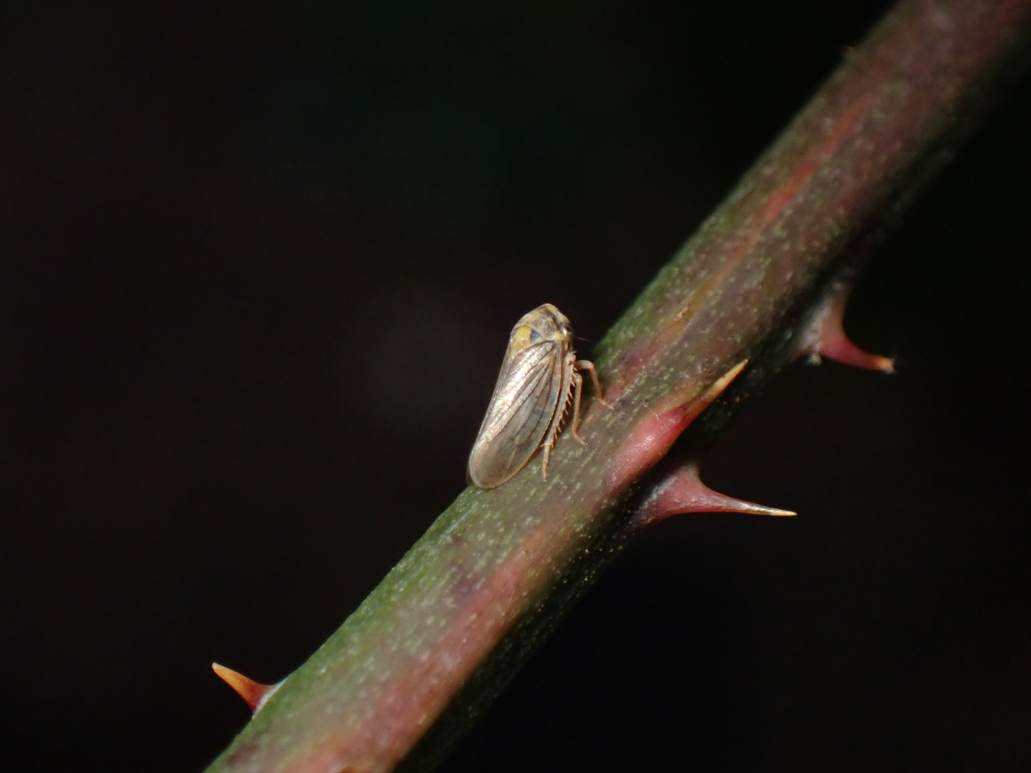 Macropsis scotti | Insect Vectors of Plant Disease