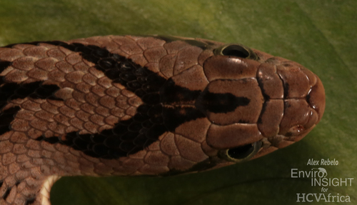 Spotted Night Adder (Causus maculatus) - Snakes and Lizards
