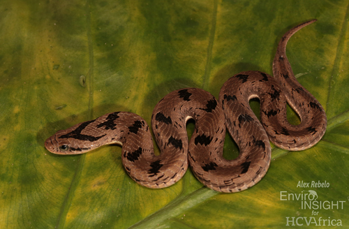 Night Adders (Causus) - Snakes and Lizards