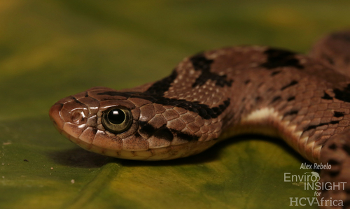 Spotted Night Adder (Causus maculatus) - Snakes and Lizards