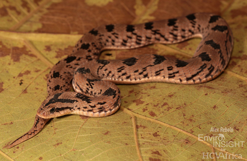 Night Adders (Causus) - Snakes and Lizards