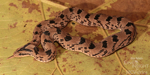 Night Adders (Causus) - Snakes and Lizards