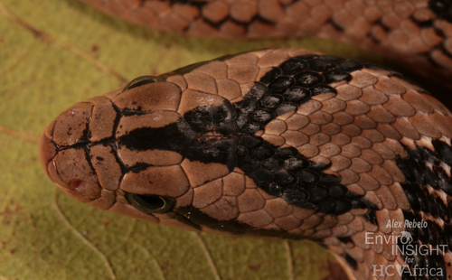 Night Adders (Causus) - Snakes and Lizards
