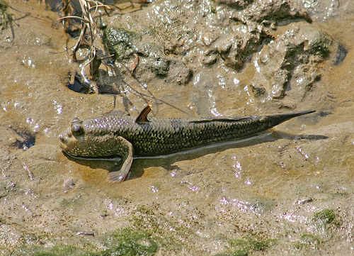 Saltarín del Fango Cabeza de Perro (Periophthalmodon freycineti ...