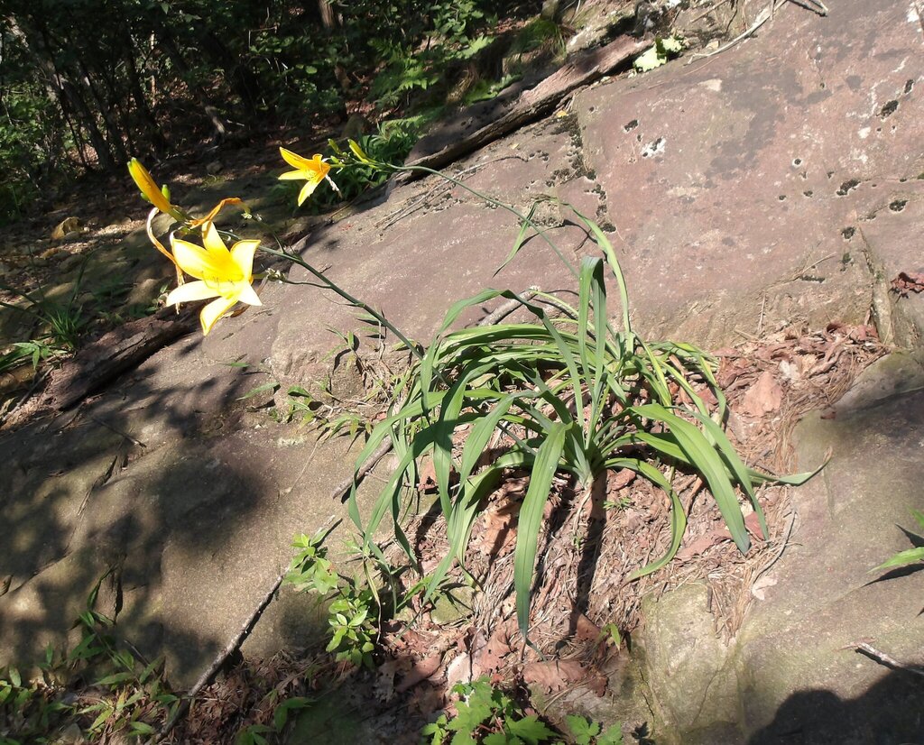 Baekunsan daylily from Deogyang-gu, Goyang-si, Gyeonggi-do, Südkorea on ...