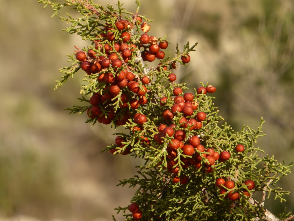 Phoenicean juniper from Zuera, Aragón, ES on December 24, 2019 at 12:08 ...