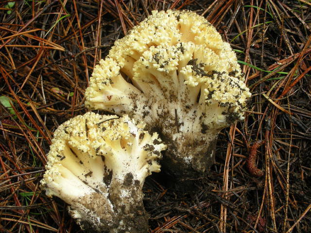 Coral Mushroom Edible