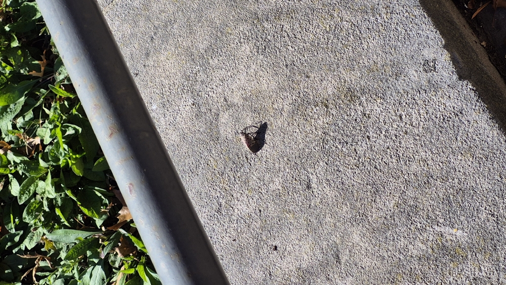 Spotted Lanternfly from Kingsbridge Heights, Bronx, NY, USA on October ...