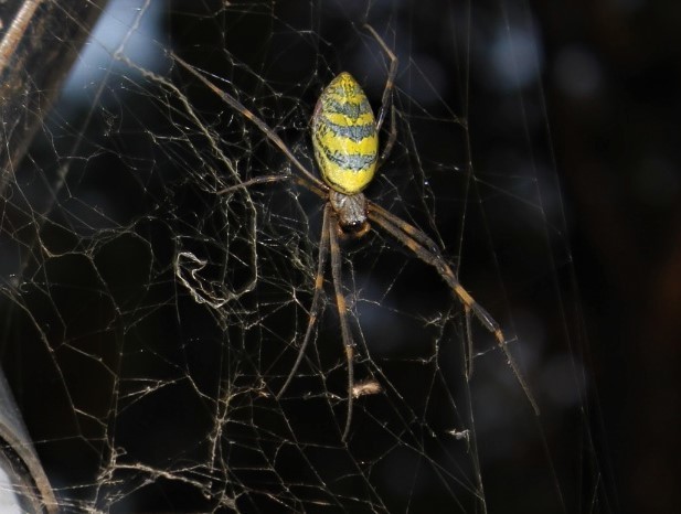 Joro Spider in December 2019 by earl woolsey · iNaturalist