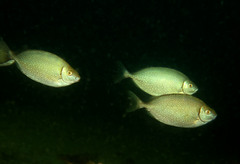 Fishes of Chowder Bay, Sydney, Australia · iNaturalist