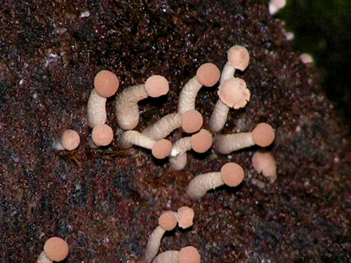 Kazirohovité (Onygenaceae)