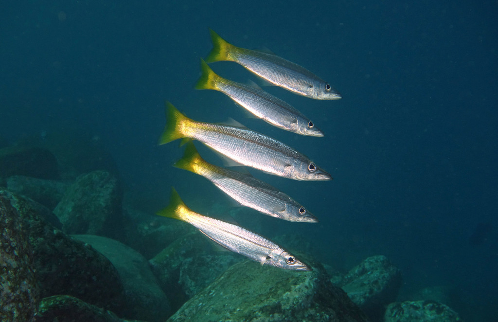 Longfin Pike (Dinolestes lewini) - Marine Life Identification