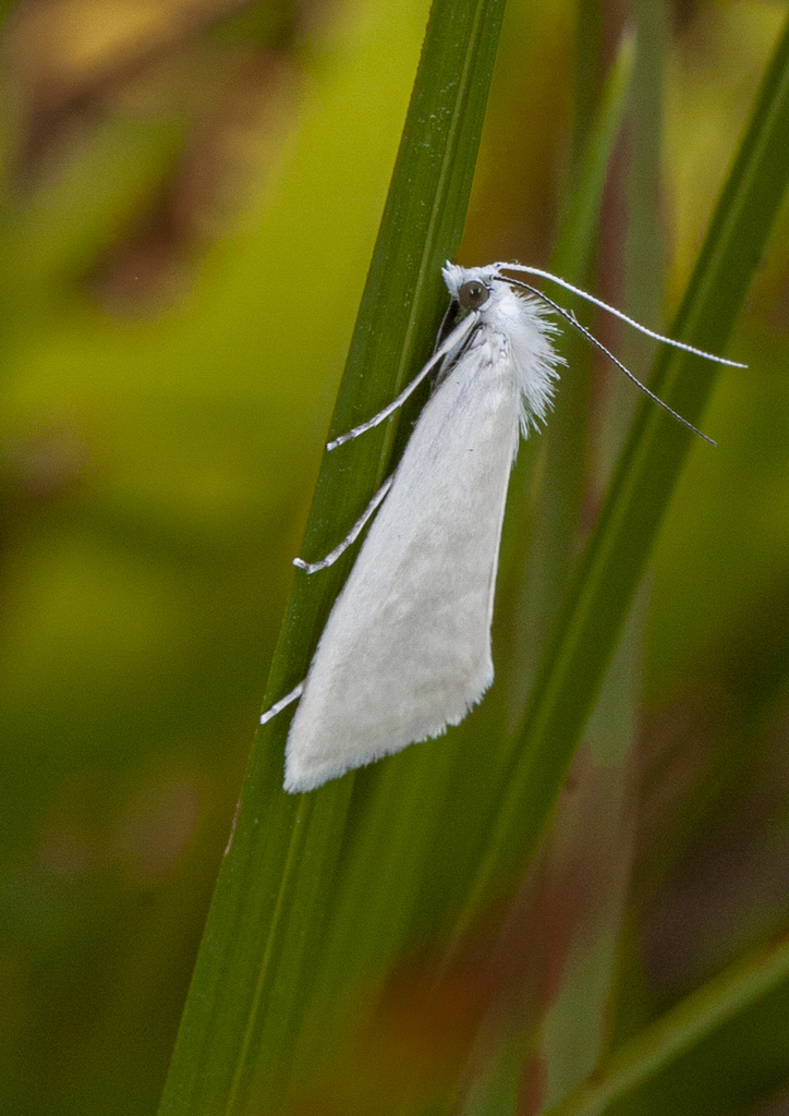 White Rush Moth (Butterflies and Moths of Casey, VIC, AU) · iNaturalist