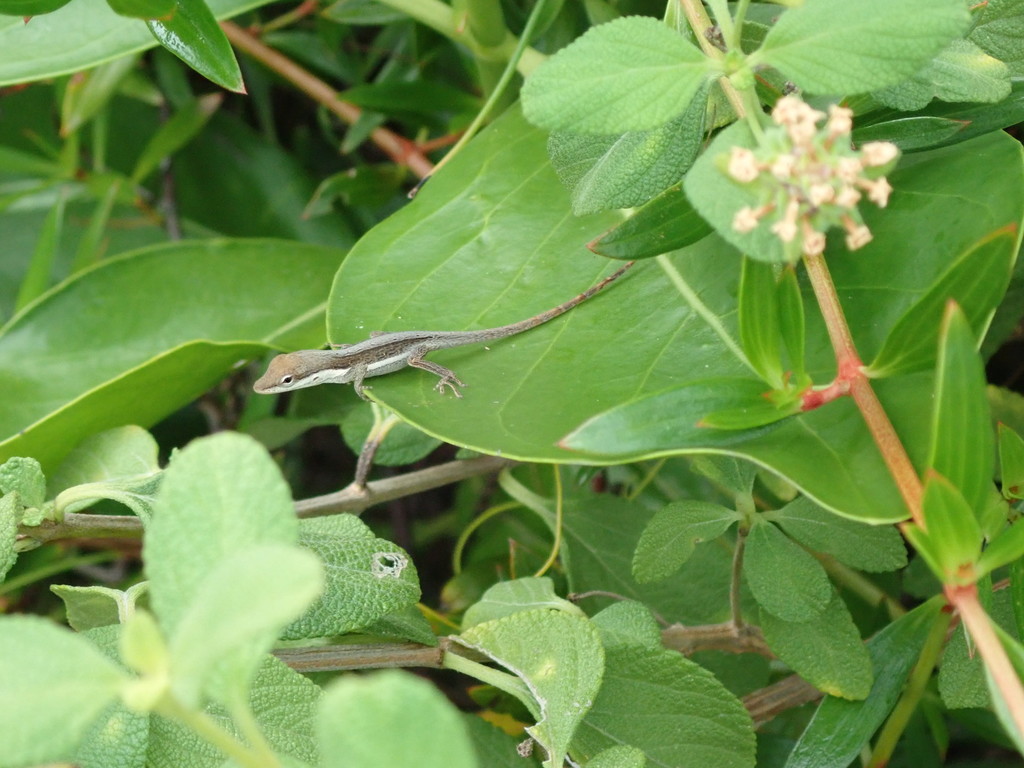 Puerto Rican Anole from Puerto Ferro, Vieques, Puerto Rico on December ...