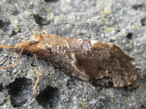 Genus Phryganopsyche · iNaturalist