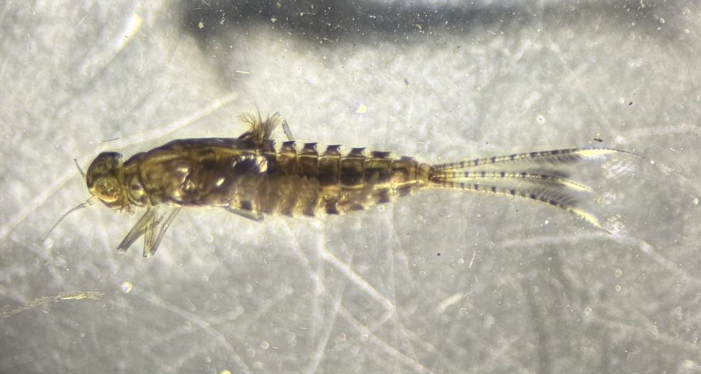 Callibaetis floridanus from Okeechobee, FL, US on October 27, 2025 at ...