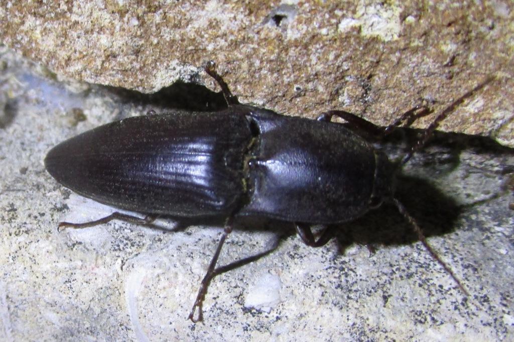 Click Beetles from Hornsby Bend, TX, USA on October 4, 2025 at 10:25 PM ...