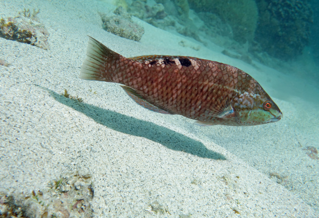 Luculent Wrasse from Lord Howe Island on February 18, 2016 at 02:10 PM ...