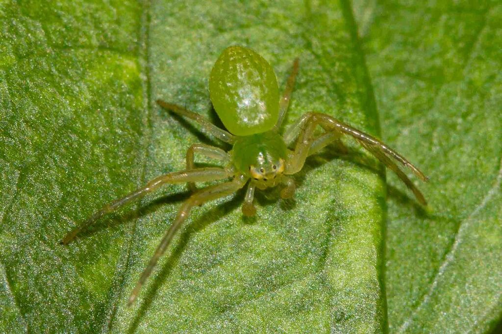 Cetratus from Pouembout, Nouvelle-Calédonie on October 25, 2025 at 09: ...