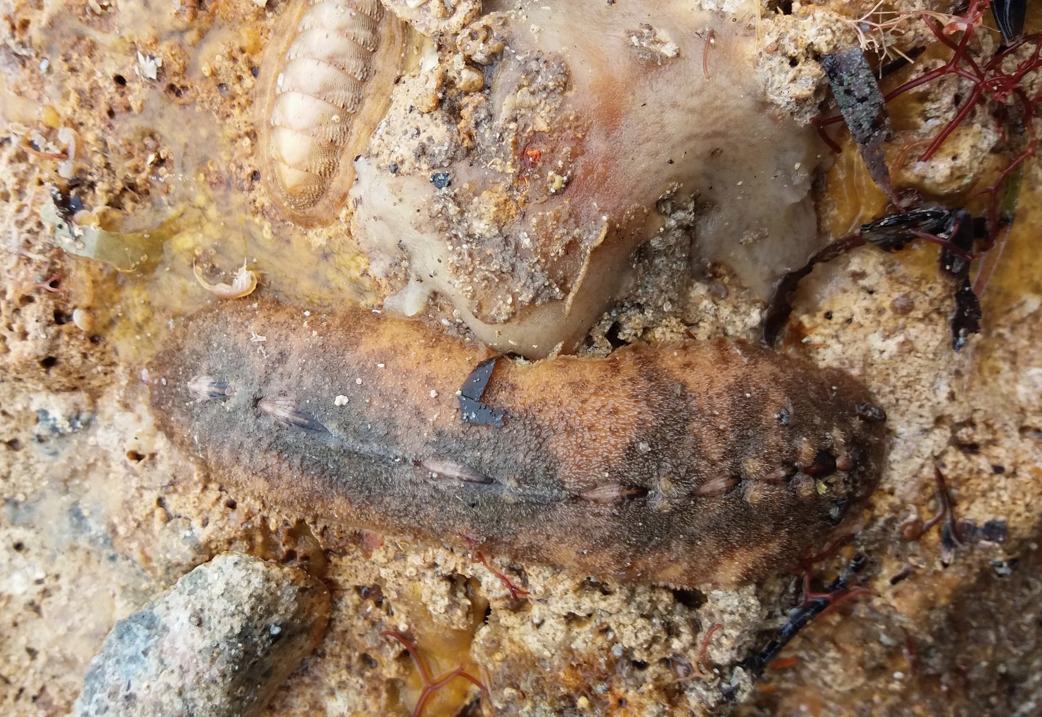 Cryptoplax Blainville, 1818