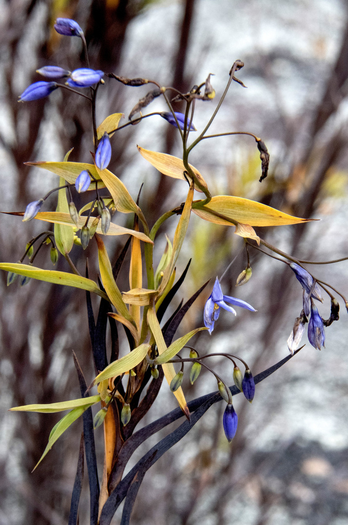 nodding blue lily from Girraween National Park, Pyramids Rd, Ballandean ...