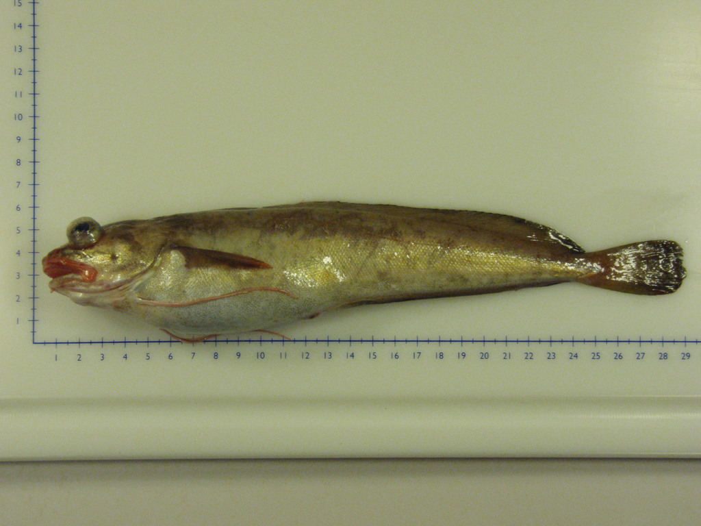 White Hake (Urophycis tenuis) - Marine Life Identification