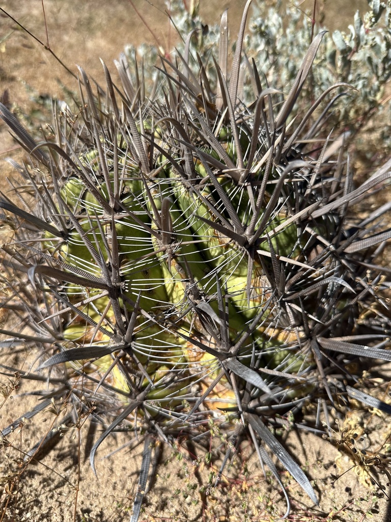 Ferocactus santa-maria from Comondú, B.C.S., MX on October 19, 2025 at ...