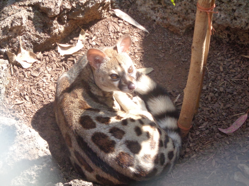 Rusty-spotted Genet from Morelia, Mich., México on October 19, 2017 at ...