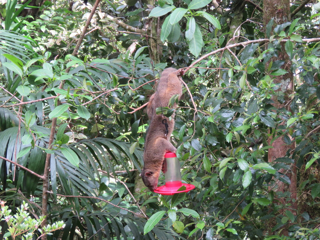 Northern Olingo from Puntarenas Province, Monteverde, Costa Rica on ...