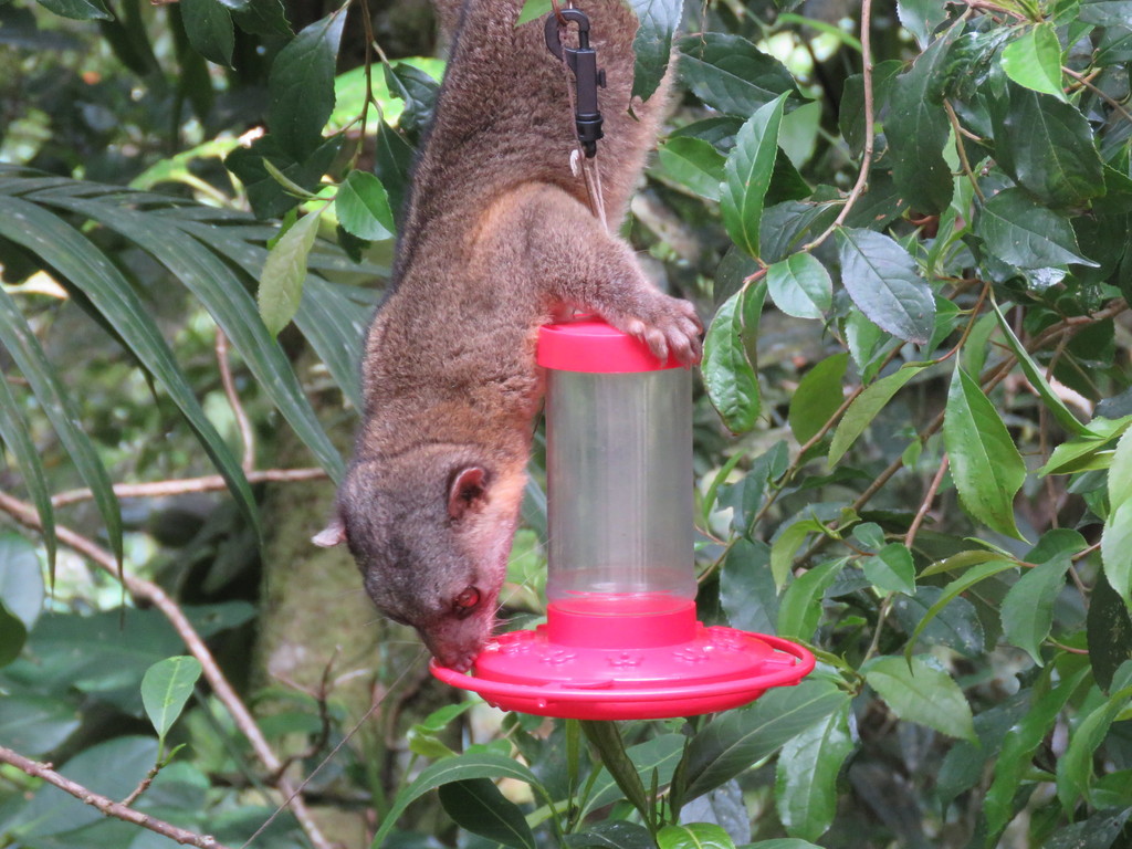 Northern Olingo (Bassaricyon gabbii) - Know Your Mammals